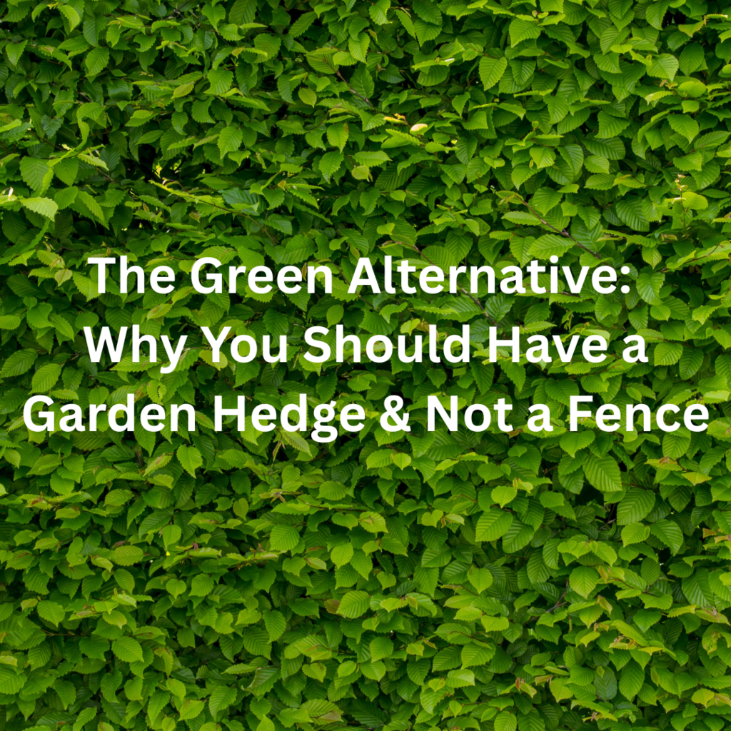 The Green Alternative: Why You Should Have a Hedge & Not a Fence