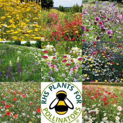 How to Create a Beautiful Wildflower Meadow Patch in your Garden ...