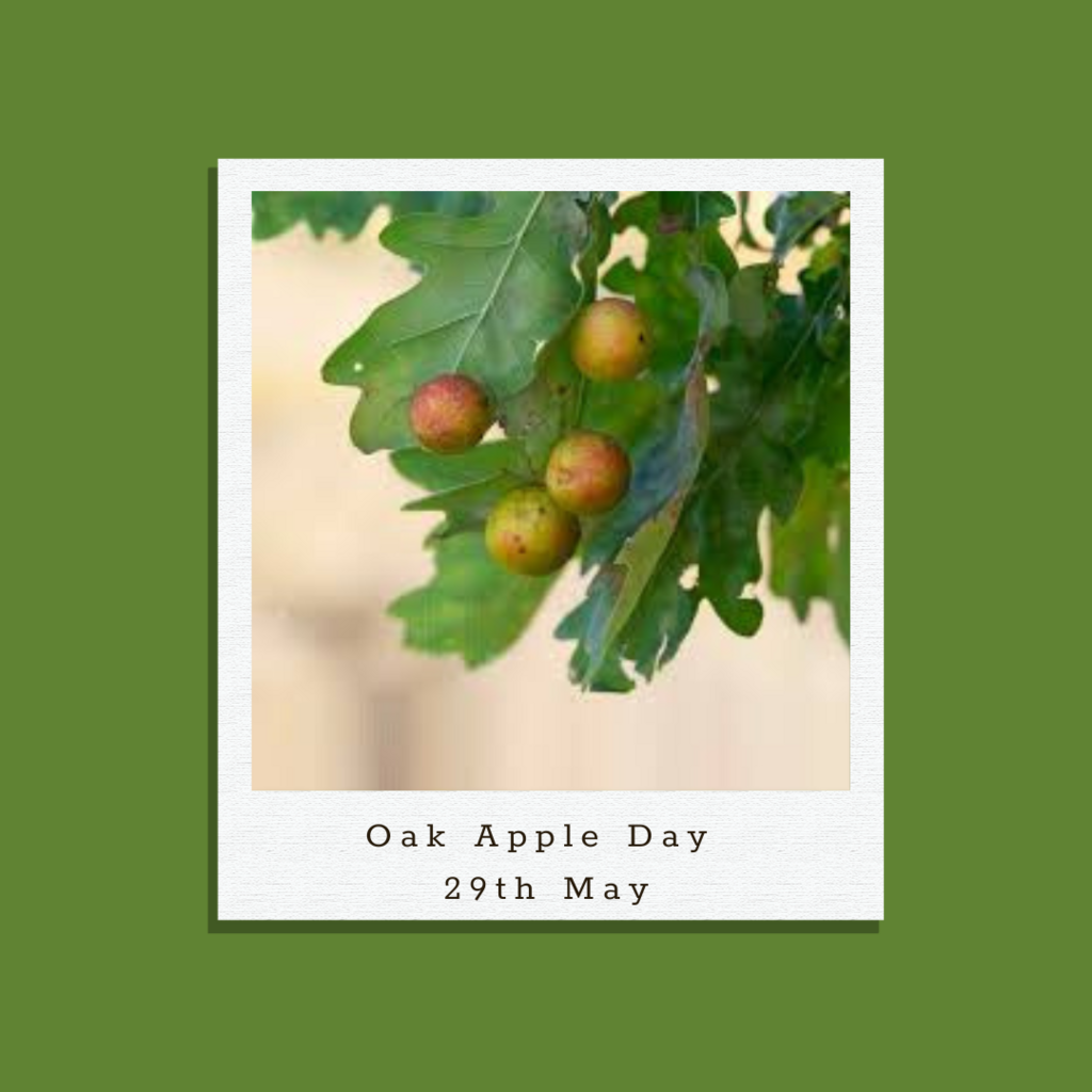 Discovering Oak Apple Day: What’s it All About?