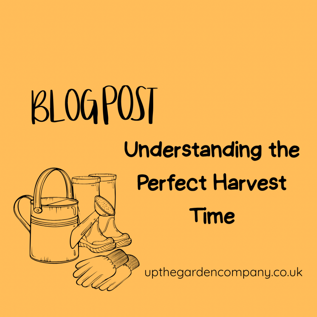 Understanding the Perfect Harvest Time - UpTheGarden Company