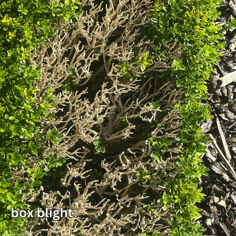 The Silent Invader Threatening UK Gardens – Box Blight