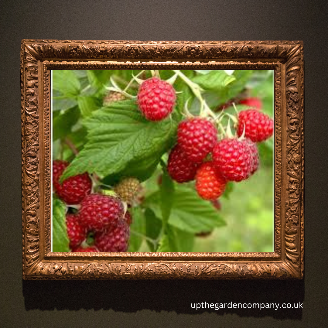 A Guide to Raspberry Canes: From Planting to Pruning