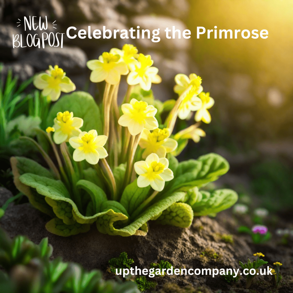 Celebrating the Primrose - UpTheGarden Company