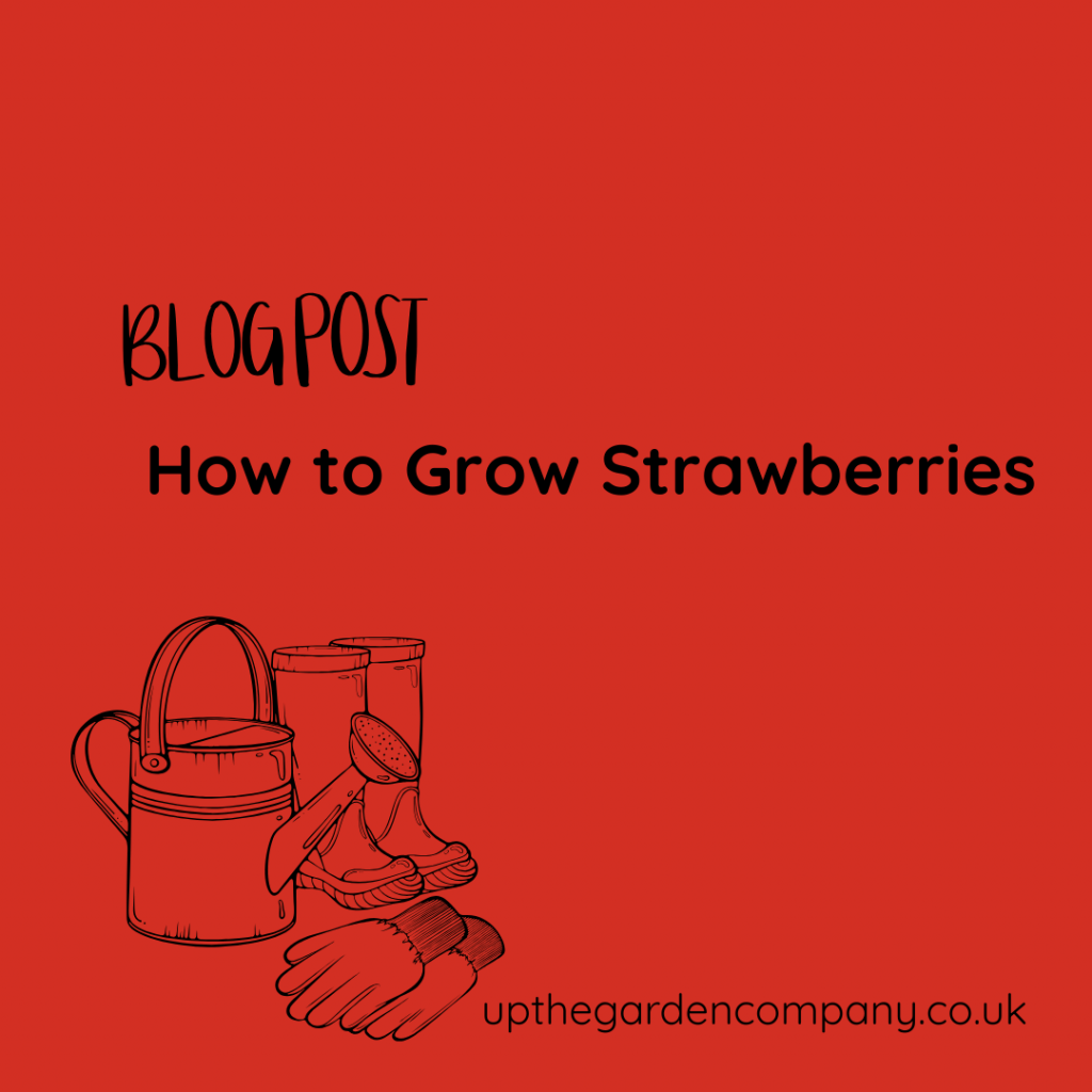 How to Grow Strawberries: A Guide to Sweet Success