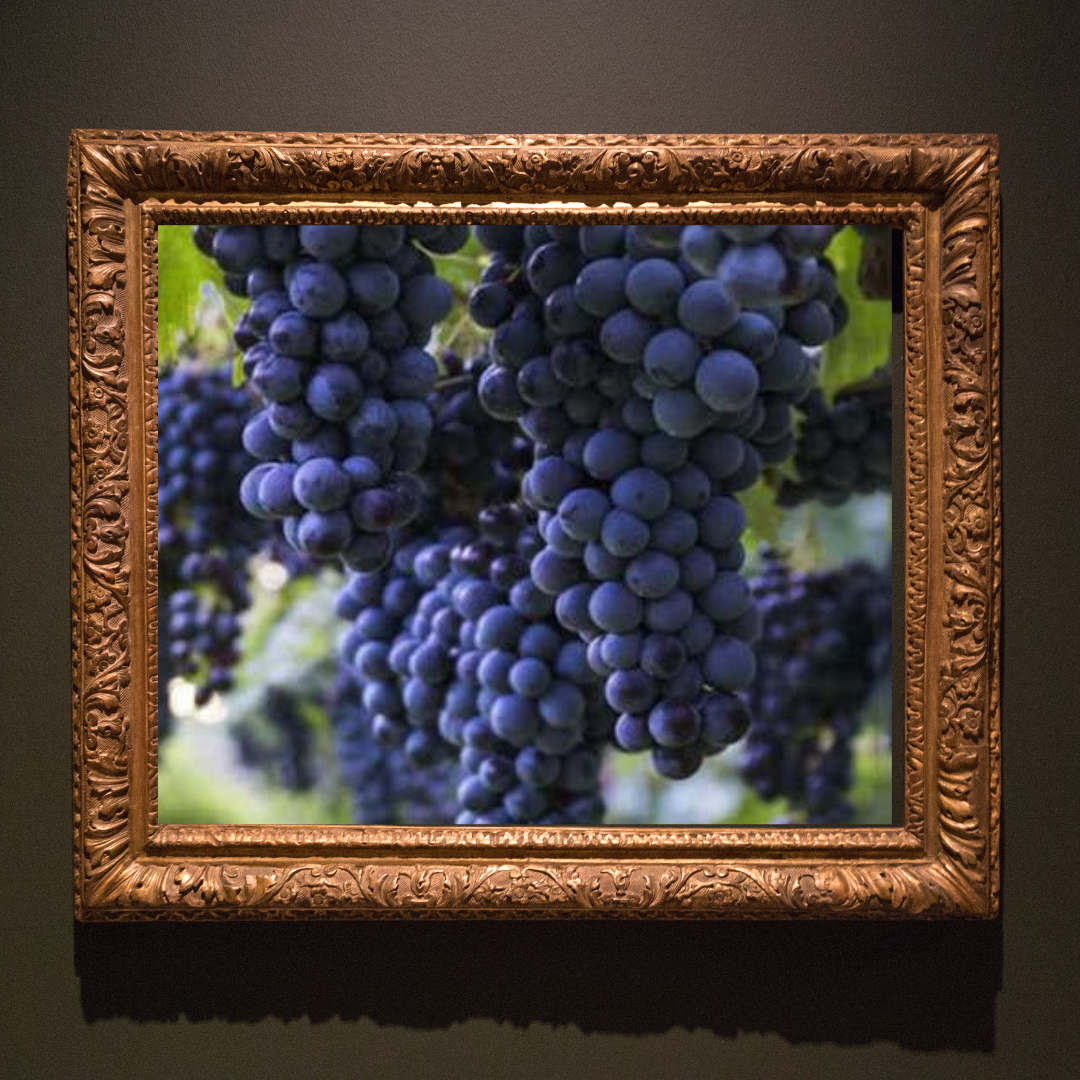 How to Grow Grapes in the UK - UpTheGarden Company