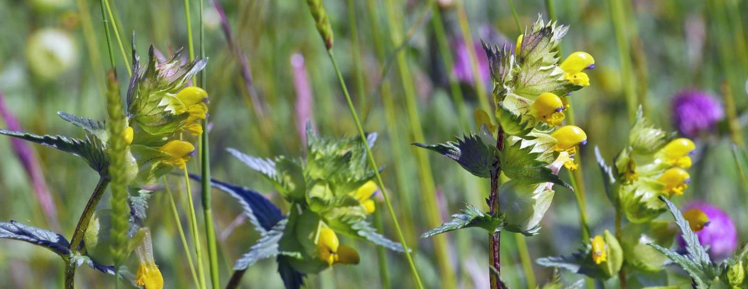 All About the Yellow Rattle Plant: A Gardener’s Guide to Native Wildflowers
