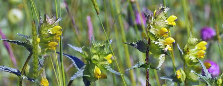 All About the Yellow Rattle Plant: A Gardener’s Guide to Native Wildflowers