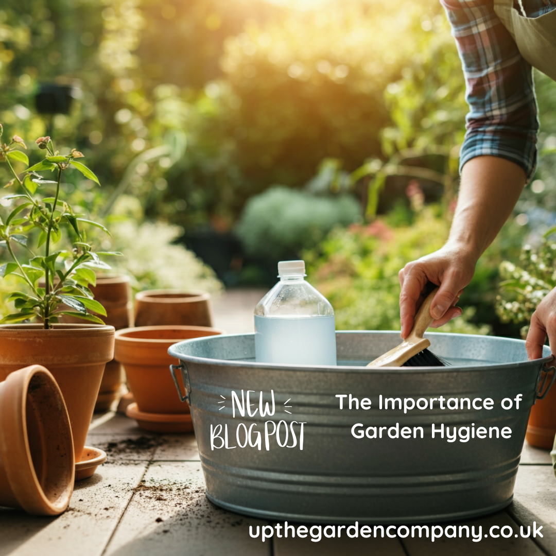 All About the Yellow Rattle Plant: A Gardener’s Guide to Native Wildflowers