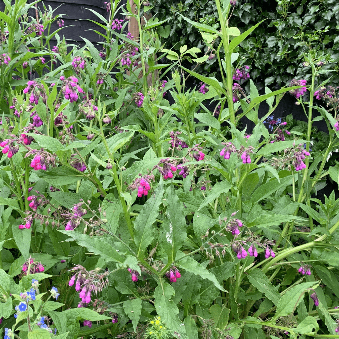 How to Make Comfrey Tea: The Perfect Garden Fertilise