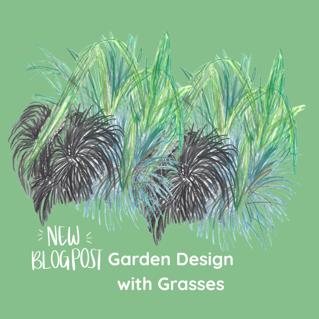 All About the Yellow Rattle Plant: A Gardener’s Guide to Native Wildflowers