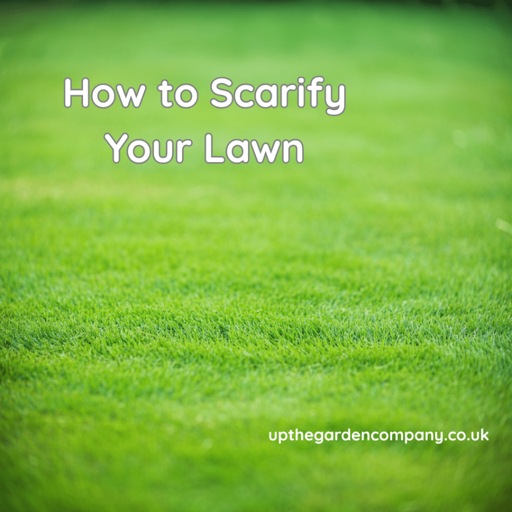How to Scarify Your Lawn: Complete Guide & Benefits