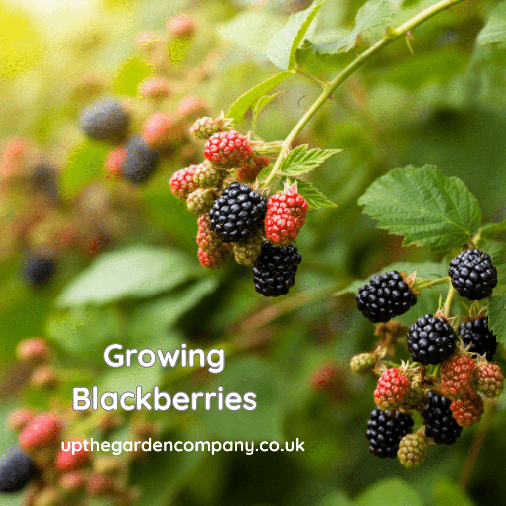 Growing Blackberries - UpTheGarden Company