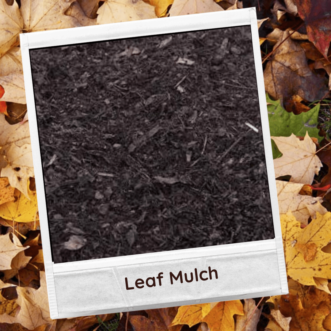 Leaf Mulch: Benefits, Uses & How to Make It