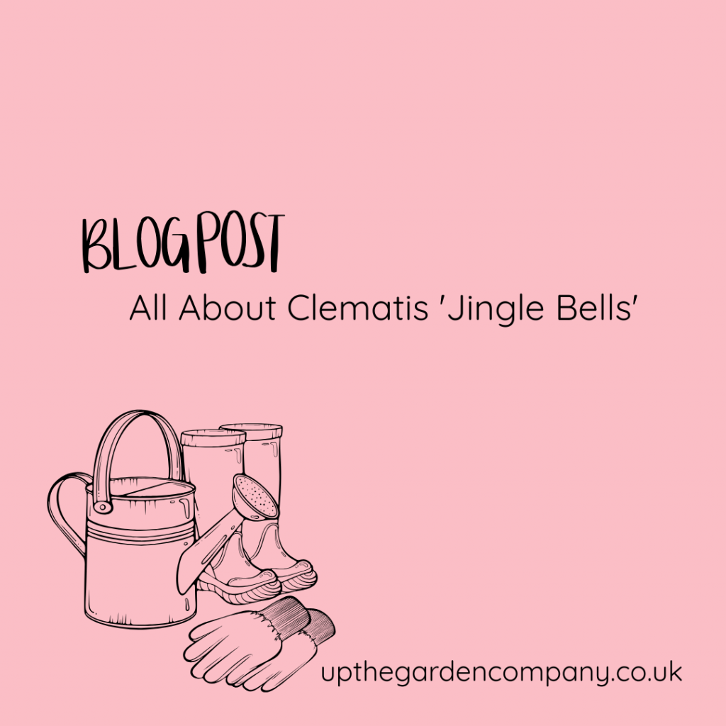 Clematis 'Jingle Bells': A Winter-Flowering Climber