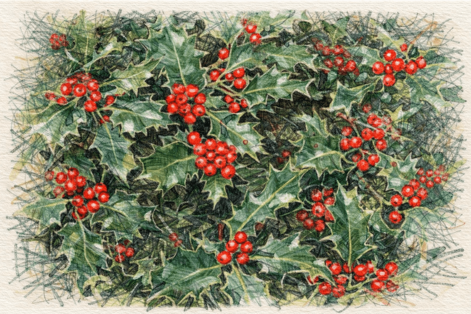 All About Ilex aquifolium: Common Holly