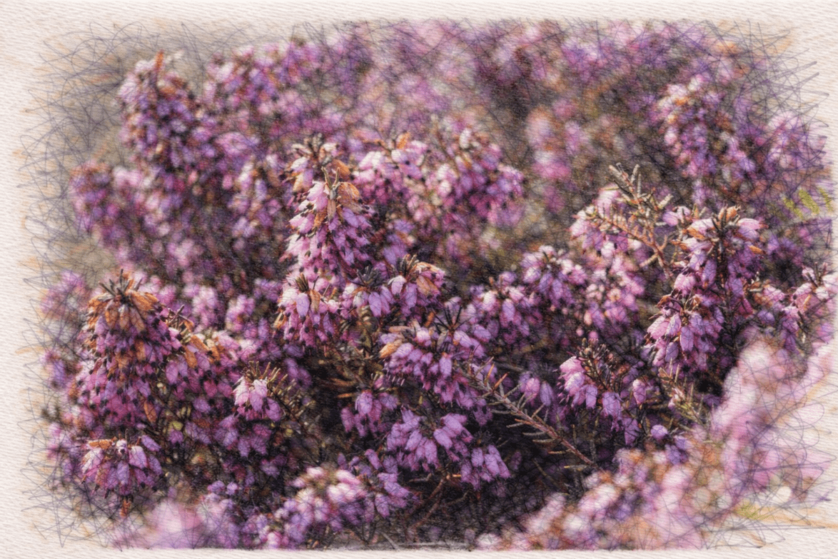 Erica x darleyensis 'Furzey': The ultimate guide to winter heather