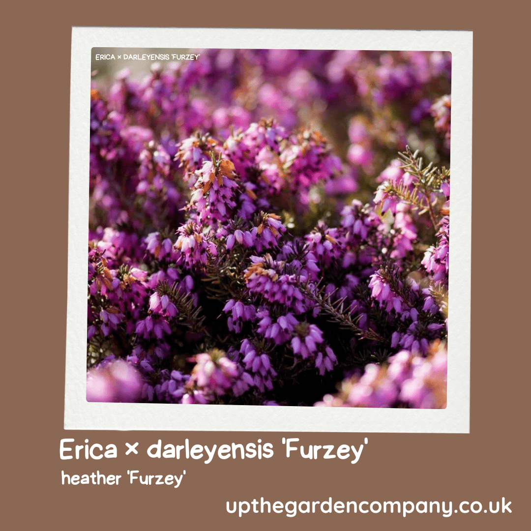 Erica x darleyensis 'Furzey': The ultimate guide to winter heather