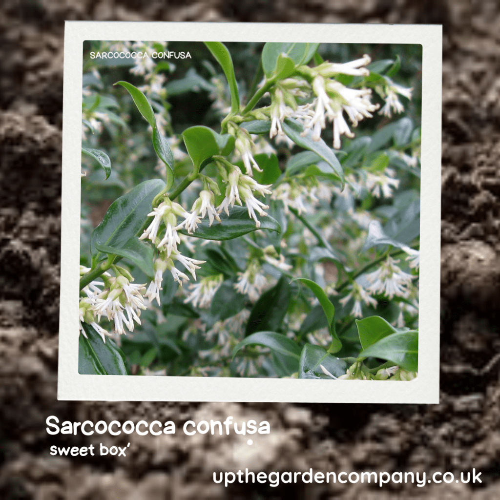 Sarcococca Confusa: A Guide to the Fragrant Sweet Box