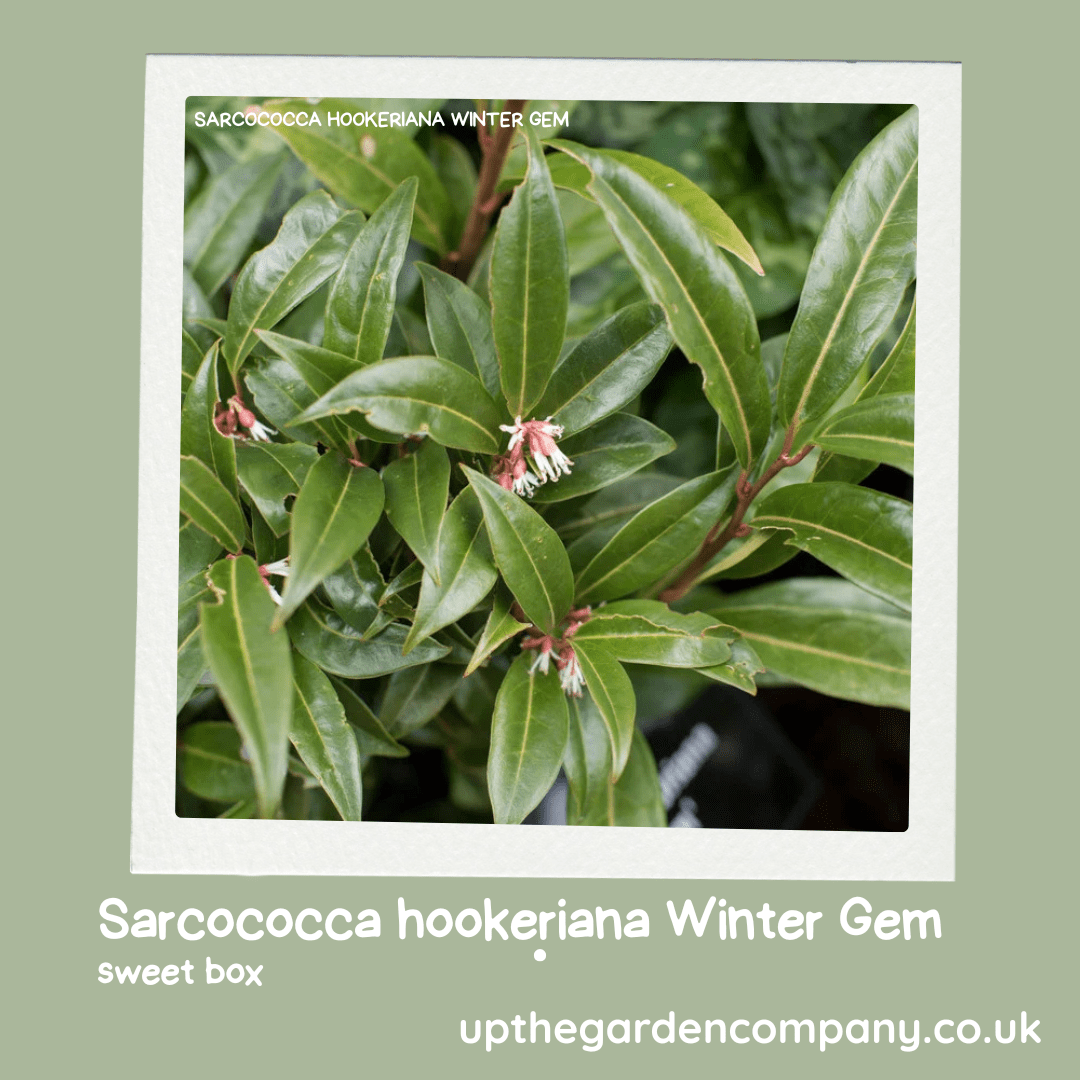 Sarcococca: The Fragrant Winter Hero Your Garden Needs